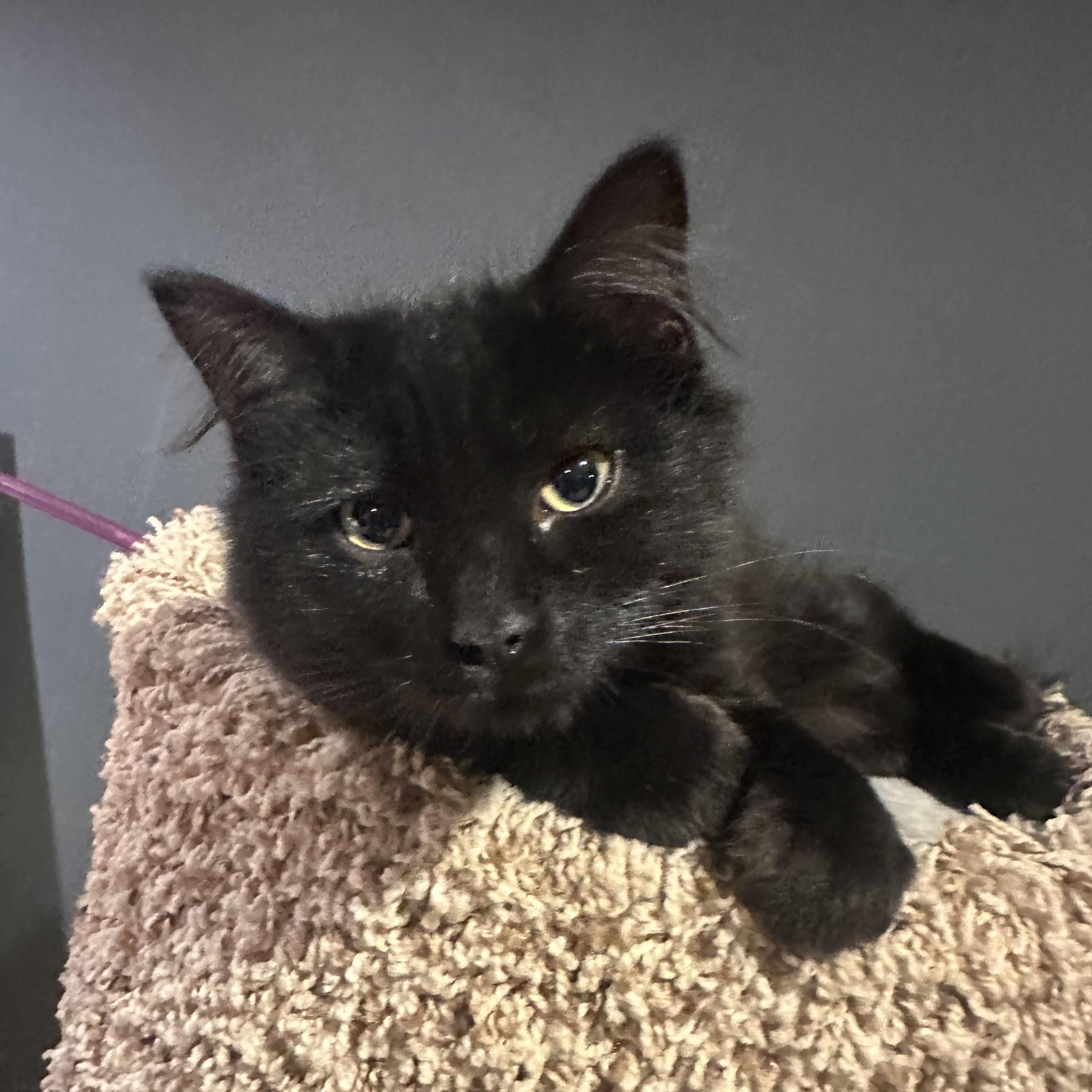 Cat for adoption - Arwen, a Domestic Medium Hair in Lemoyne, PA | Petfinder