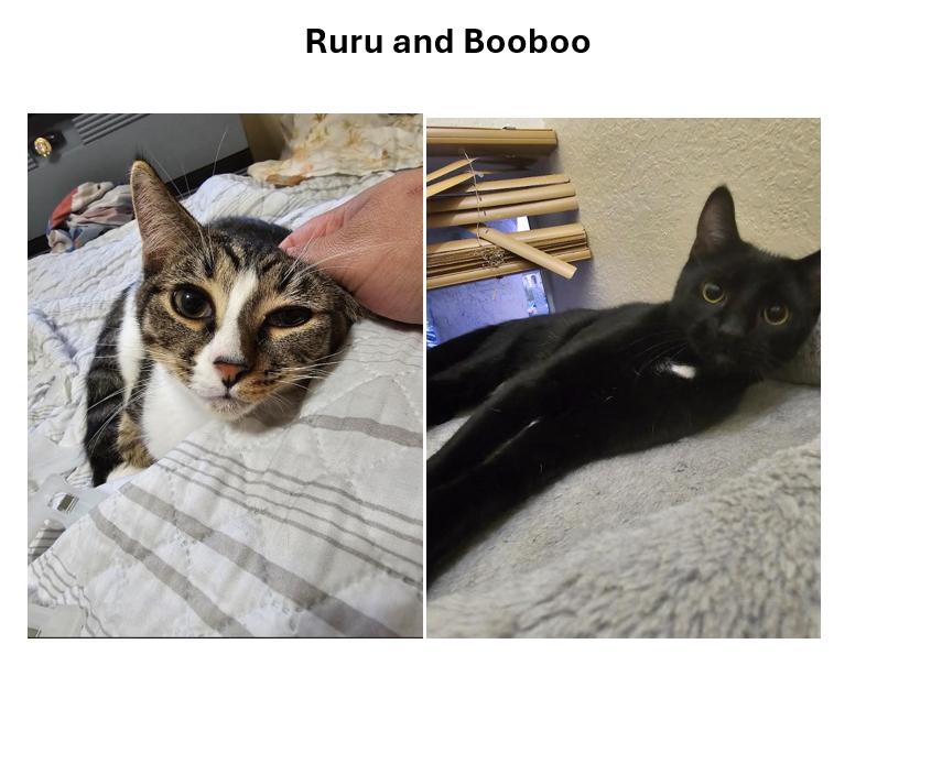 Cat for adoption - Ruru and Booboo, a Tabby & Bombay Mix in Boston, MA | Petfinder