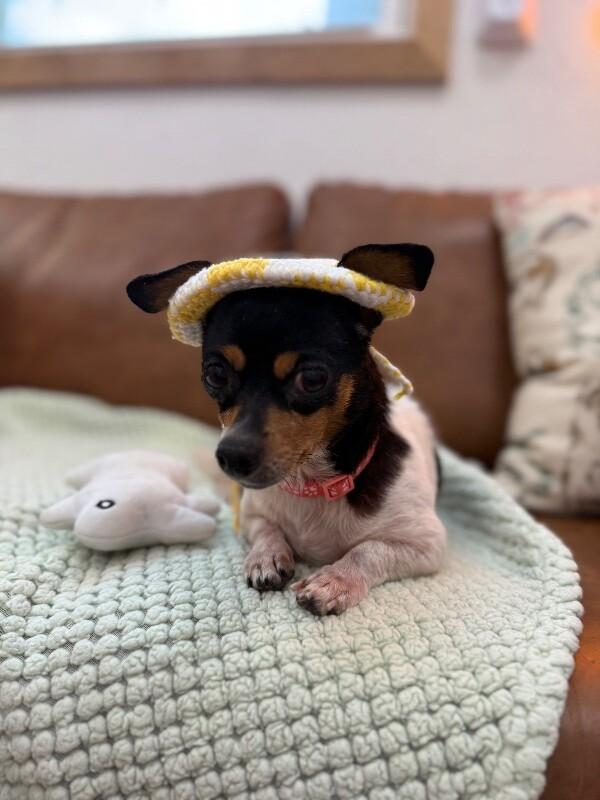 Dog for adoption - Maisy Moo, a Chihuahua Mix in Pittsburgh, PA | Petfinder