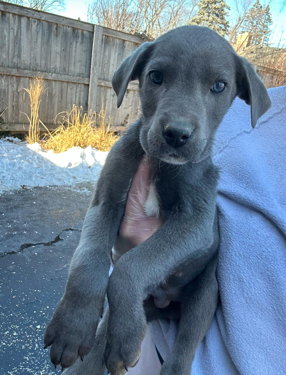 Dog for adoption - Roman, a Great Dane & Labrador Retriever Mix in ...