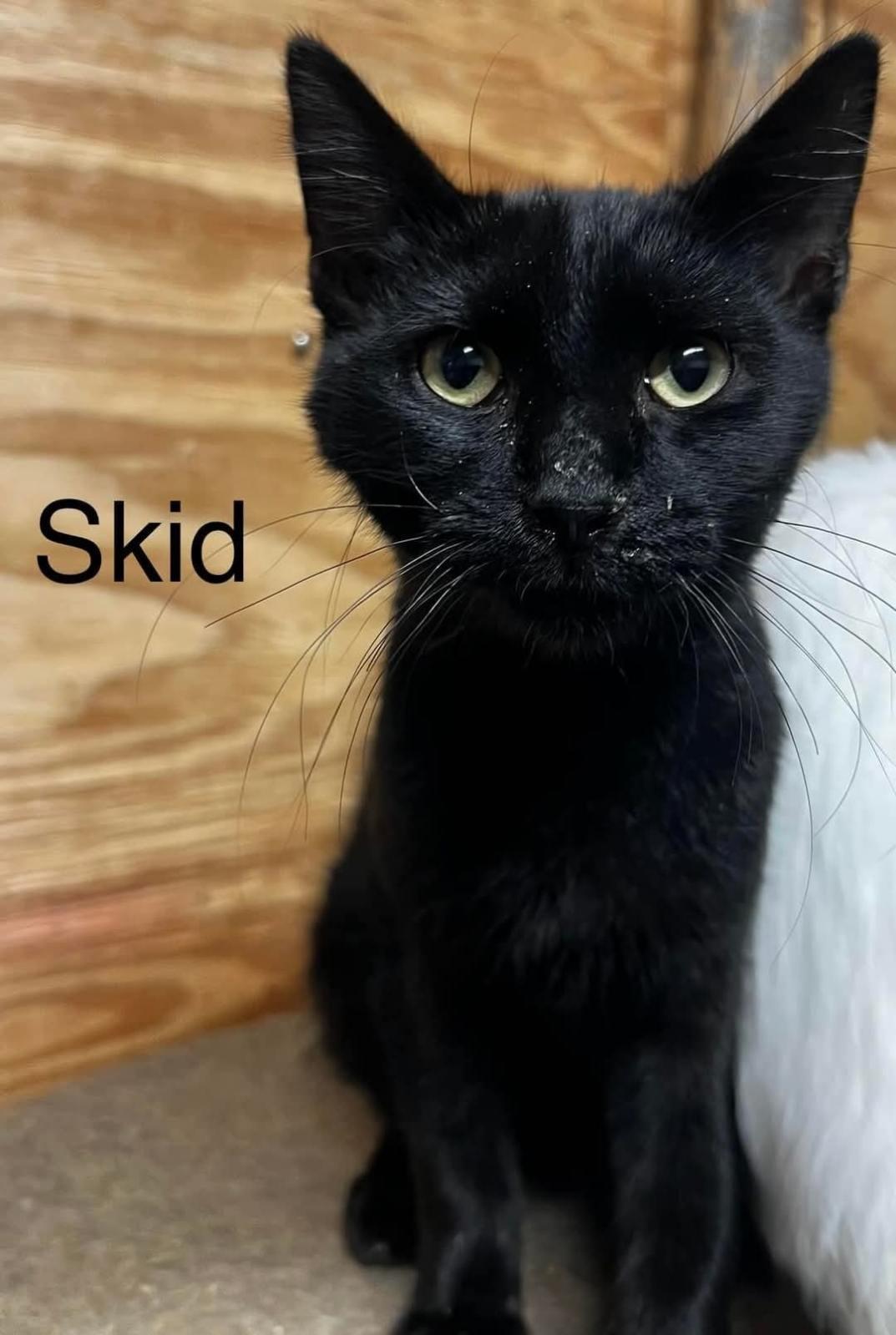 Cat for adoption - Skid, a Domestic Short Hair in Zimmerman, MN | Petfinder
