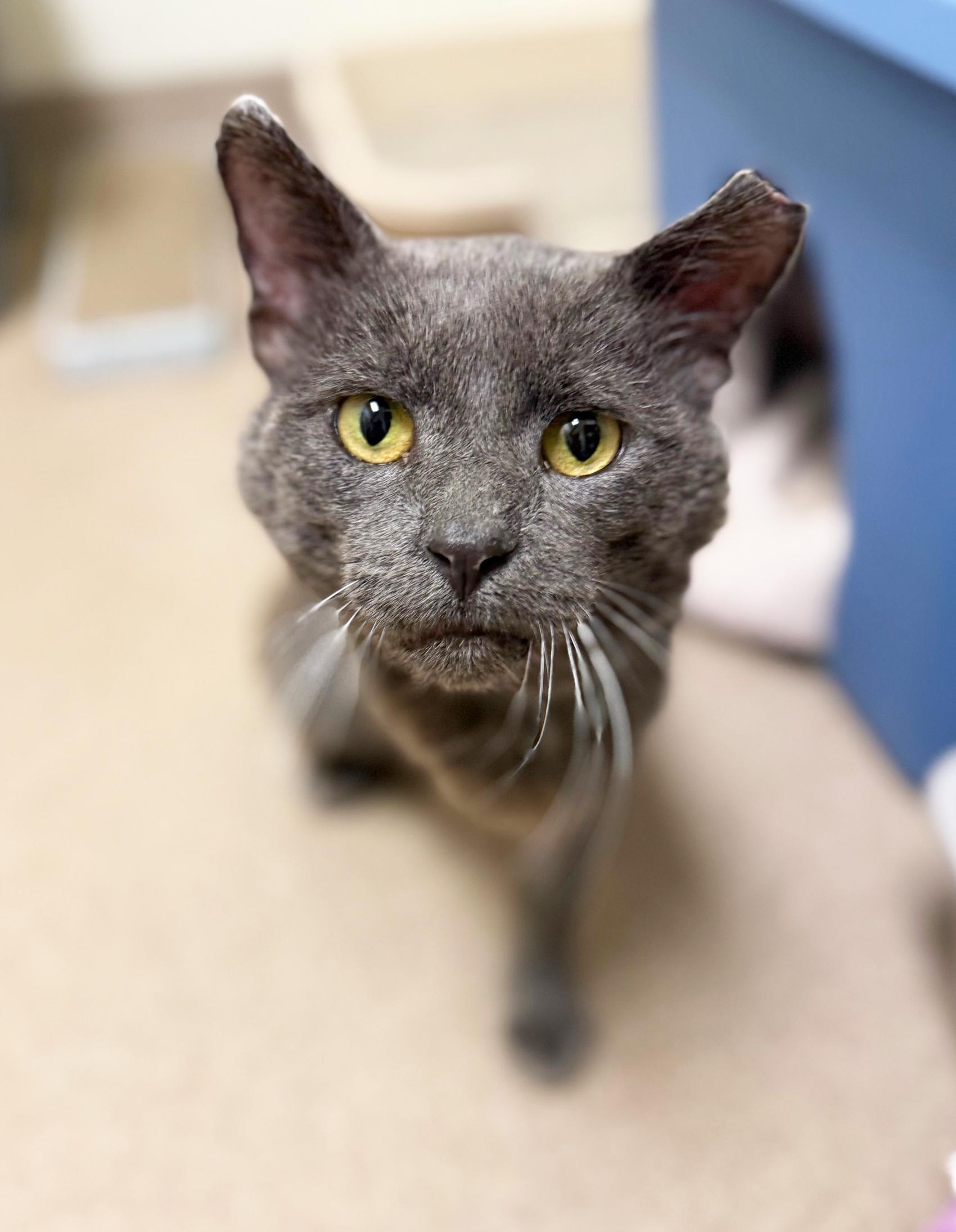 Cat for adoption - Davey - affectionate tri-pawd sweetheart!, a ...