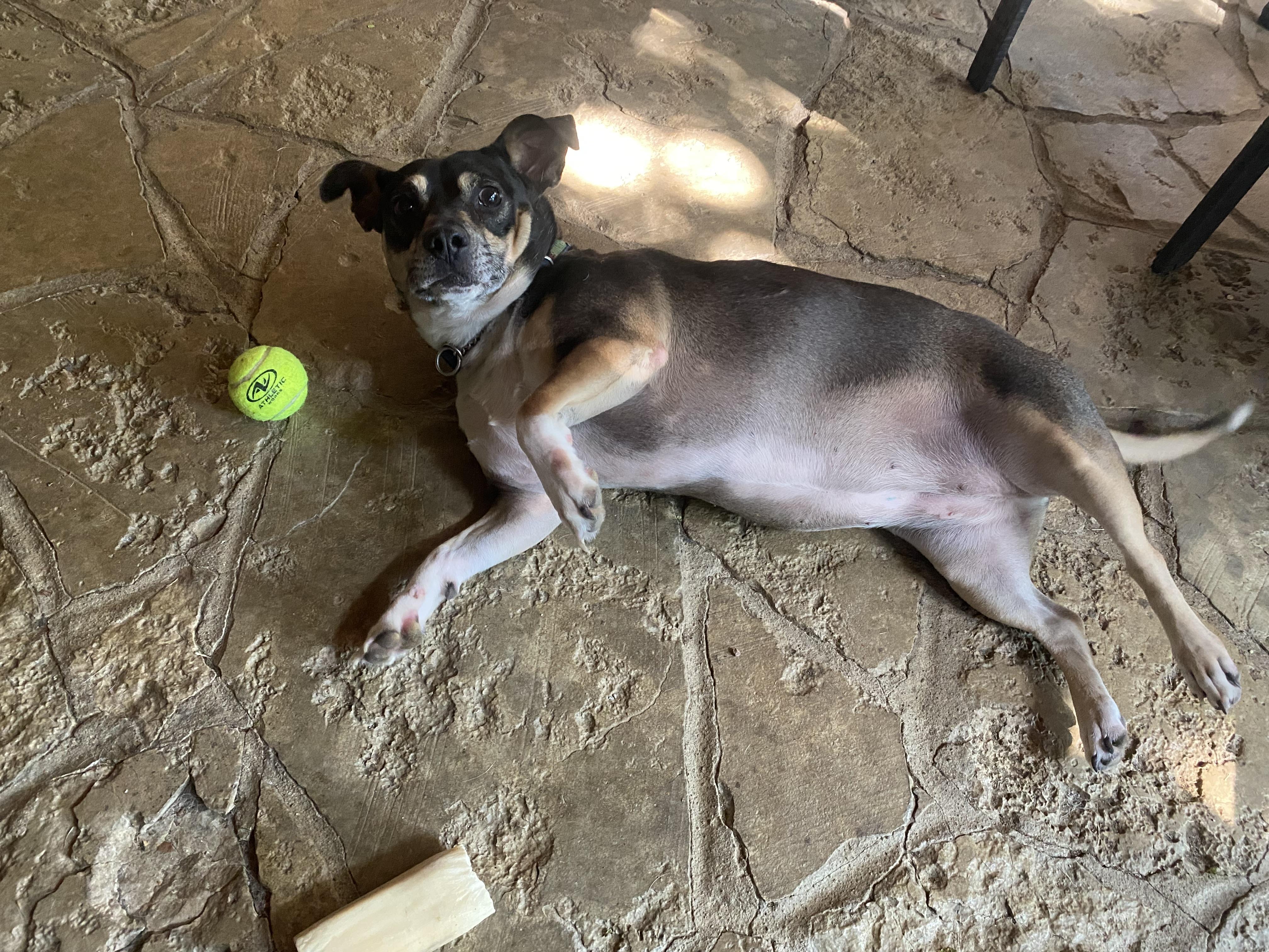 Ozaukee Humane Society in Grafton, WI