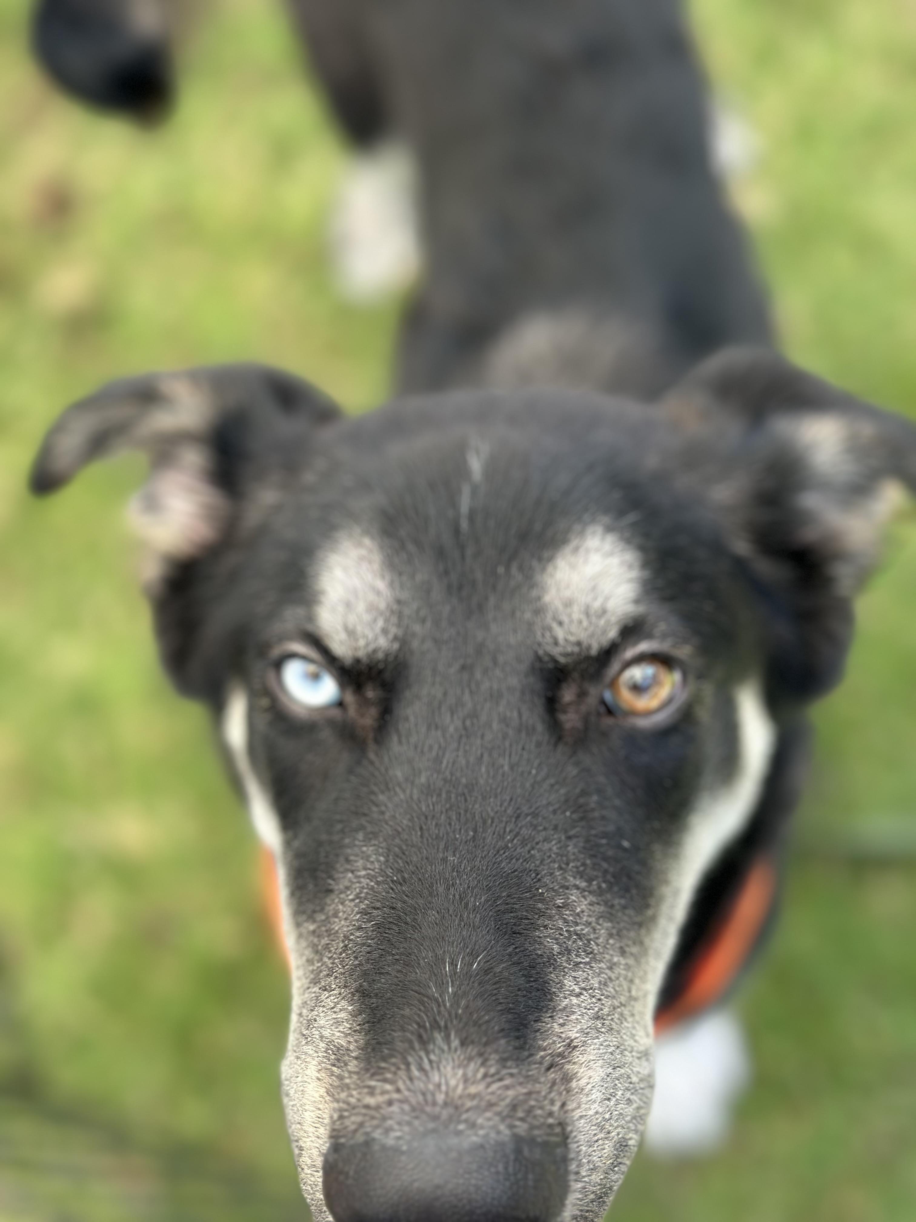 Dog for adoption - Harlo, a Siberian Husky in Seattle, WA | Petfinder