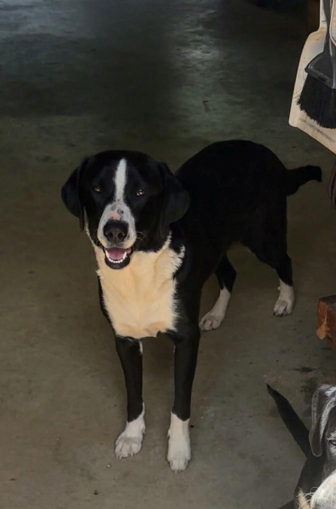 Dog for adoption - Momma Mae - COME MEET ME!, a Labrador Retriever ...