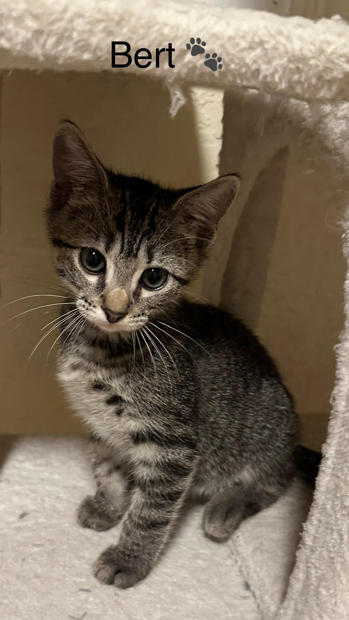 Cat for adoption - Bert & Ernie BONDED, a Domestic Short Hair in ...