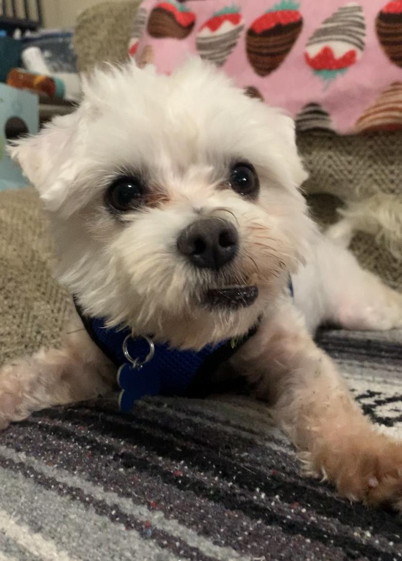 Dog for adoption - Tommy, a Maltese Mix in Orlando, FL | Petfinder