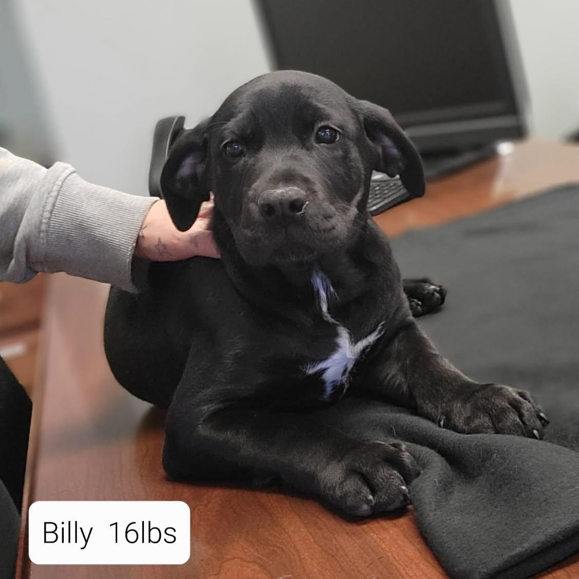 Dog for adoption - Billy, a Black Labrador Retriever Mix in Smithfield ...