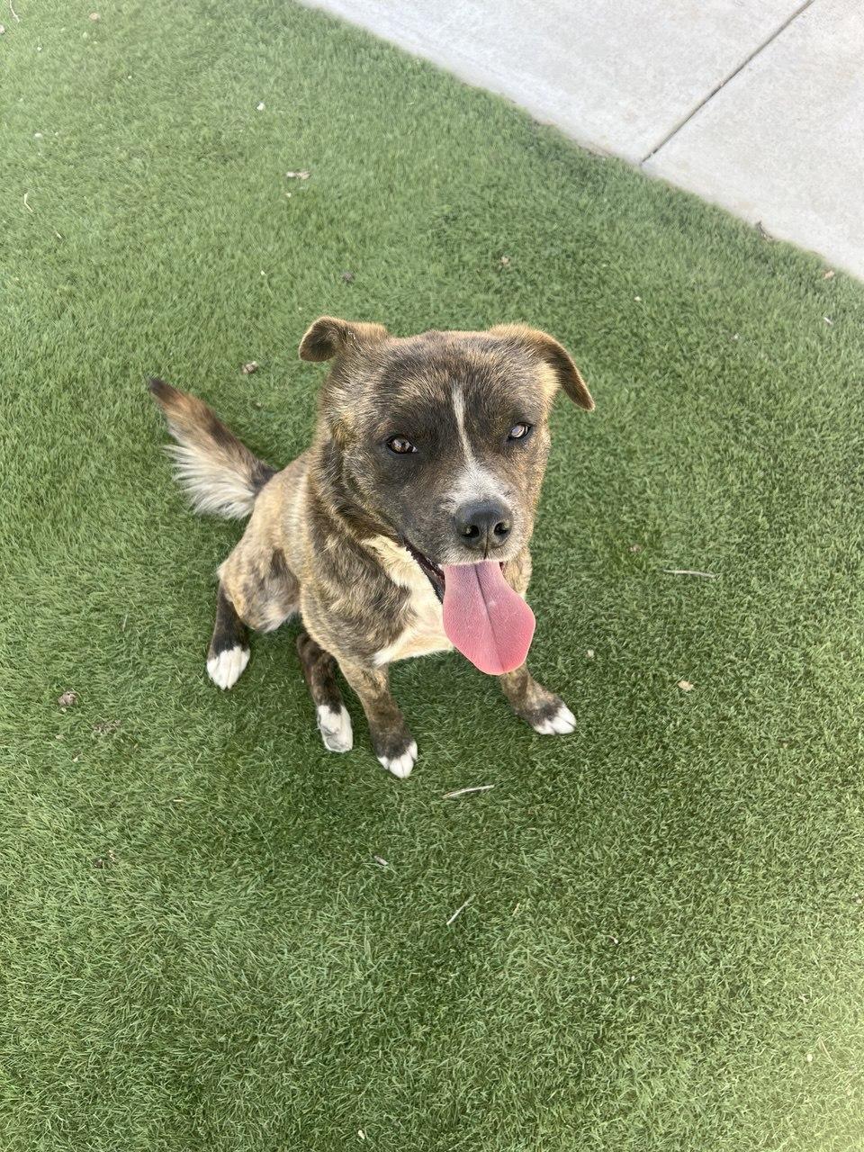 Dog for adoption - CHRISTIAN (AVAILABLE JUNE 5, 2025), a Shepherd in ...