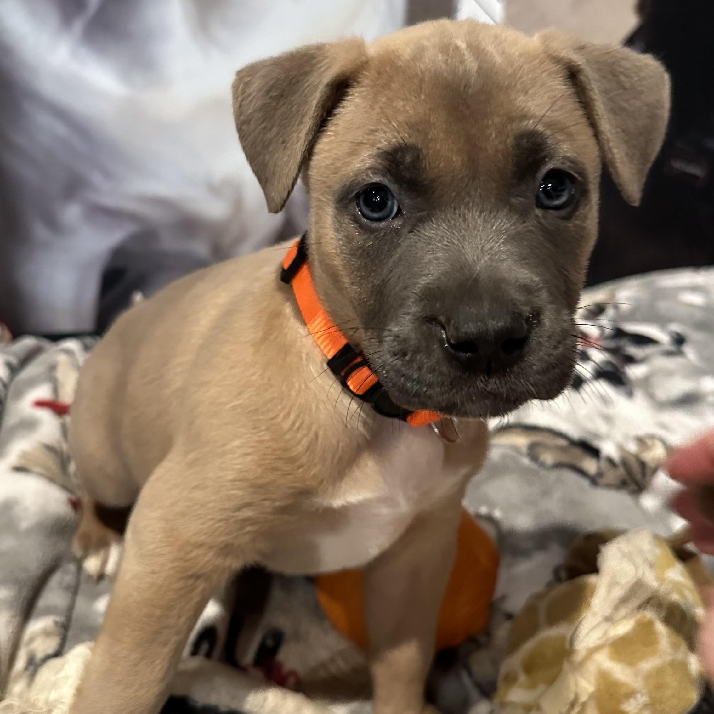 Dog for adoption - Safron, a Mixed Breed in Dallas, TX | Petfinder