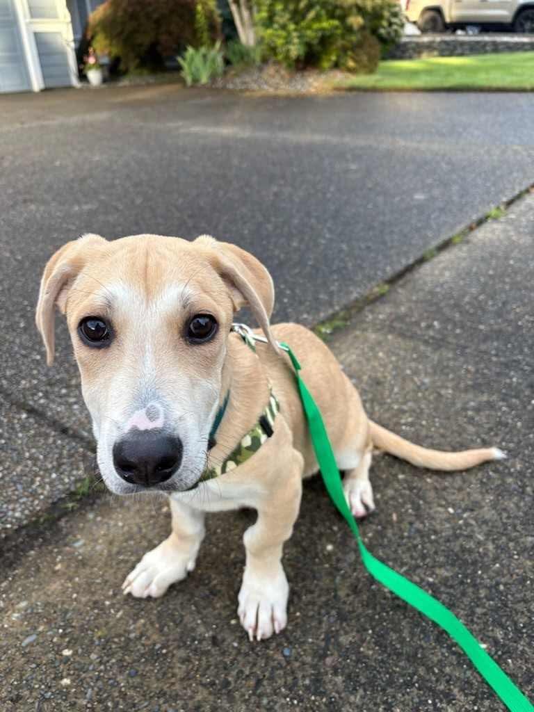Dog for adoption - Giorgio, a Mixed Breed in Puyallup, WA | Petfinder