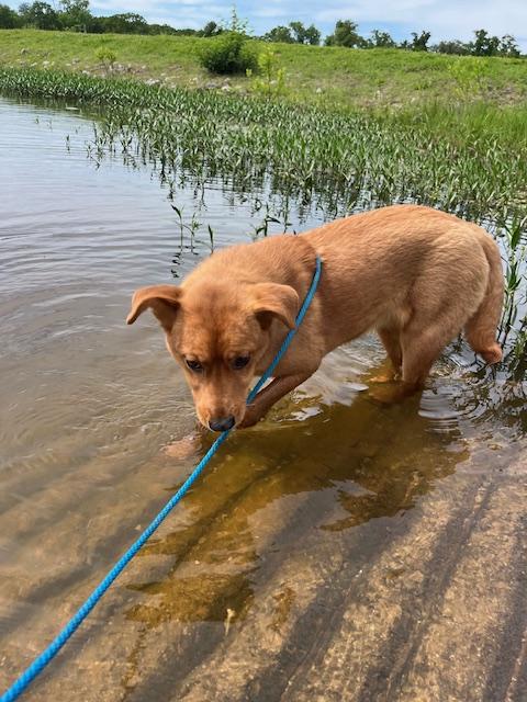 Dog for adoption - Trixie, a Pomsky & Labrador Retriever Mix in chicago ...
