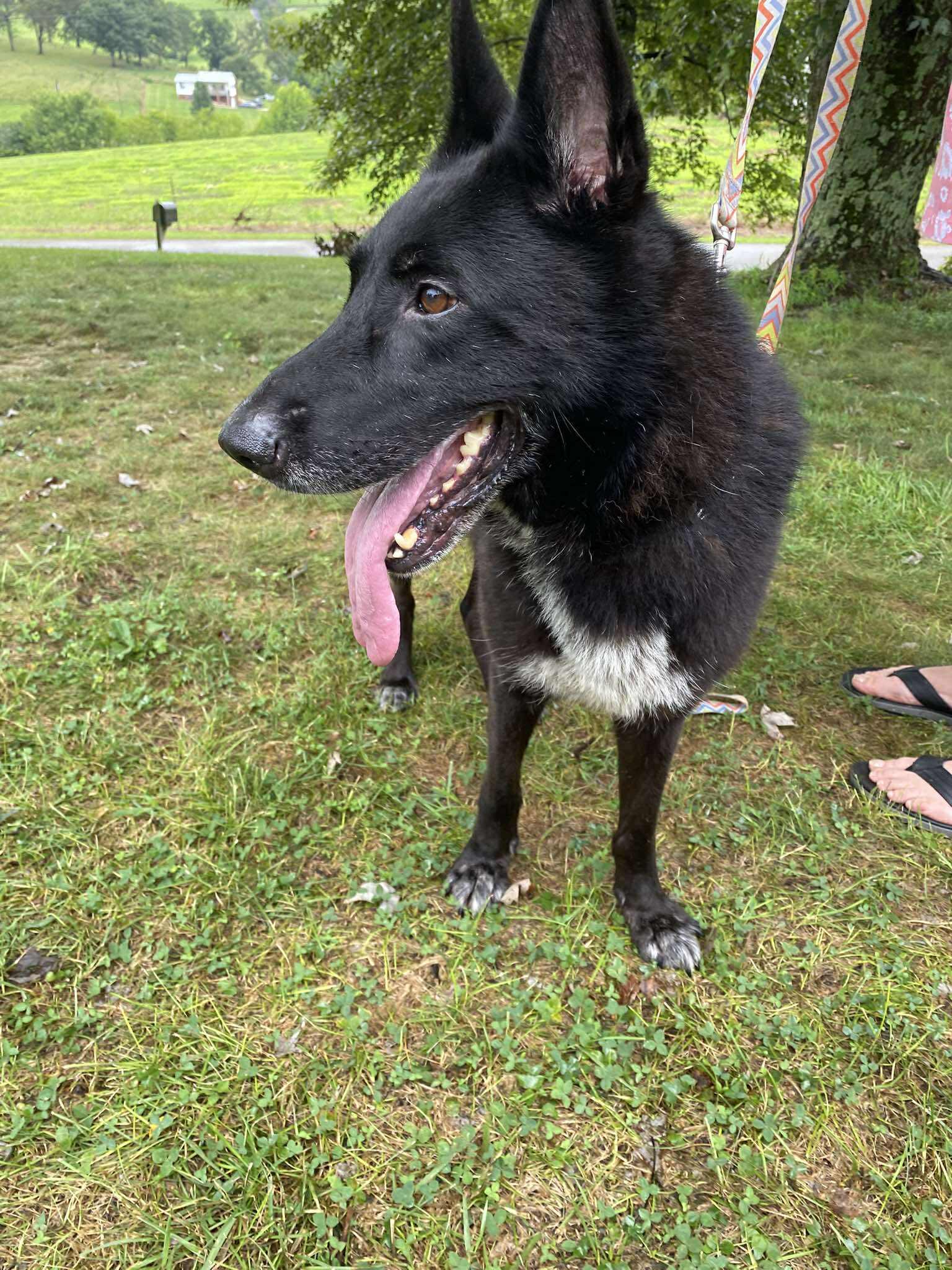 Dog for adoption - Luna, a German Shepherd Dog Mix in Nashua, NH ...
