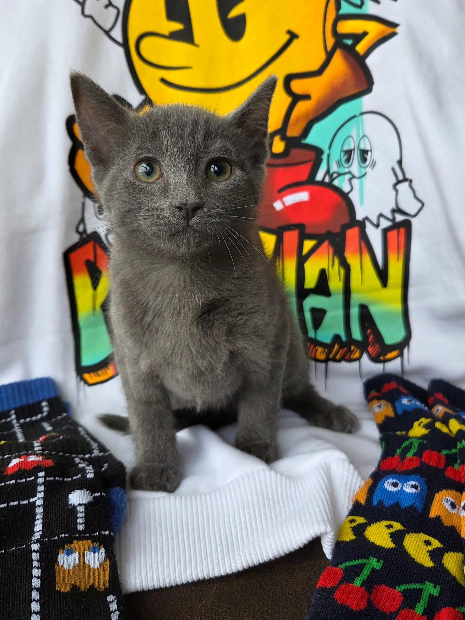 Cat for adoption - Inky, a Domestic Short Hair Mix in McHenry, IL ...