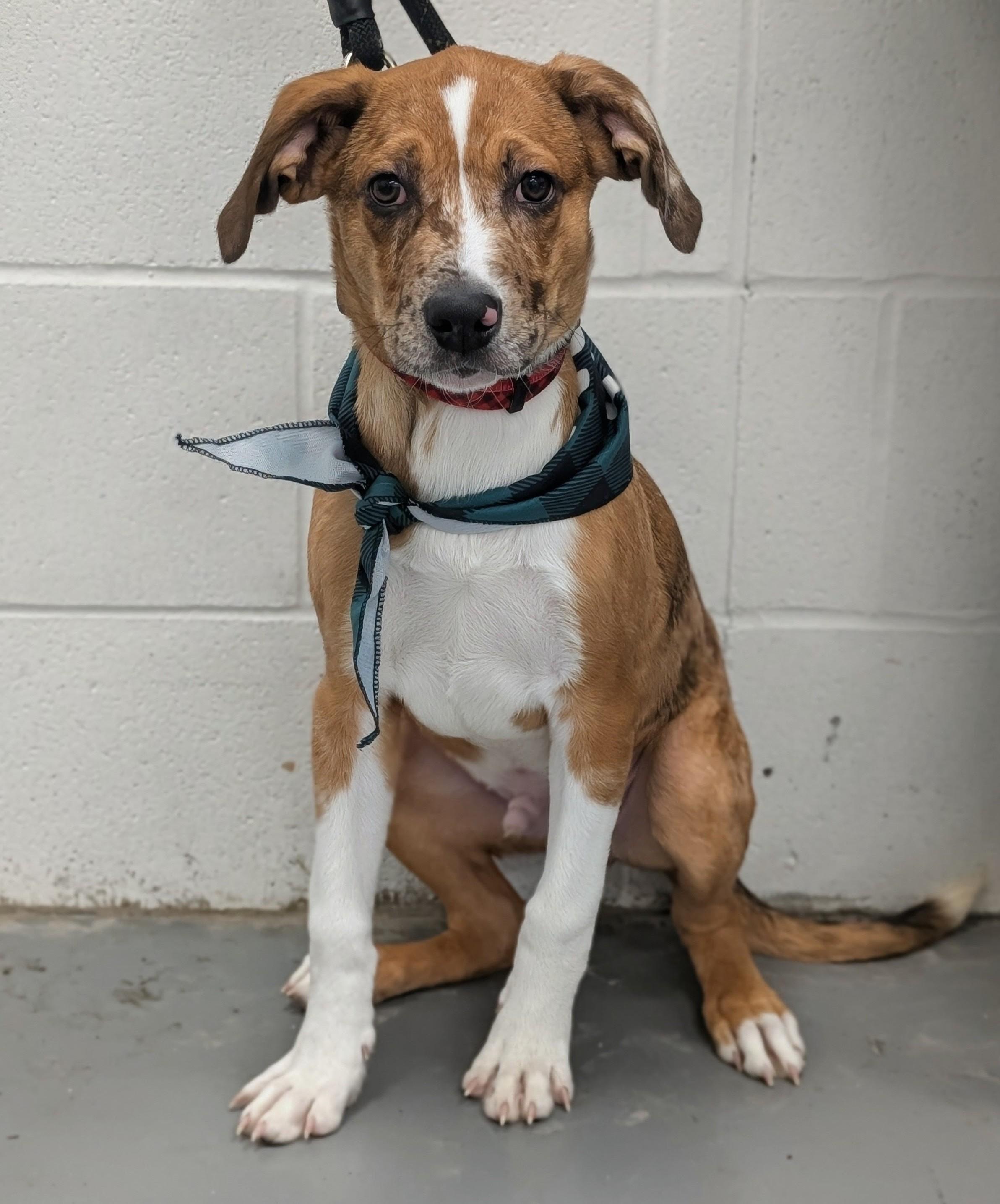 Dog for adoption - Frankenstein, a Catahoula Leopard Dog Mix in ...