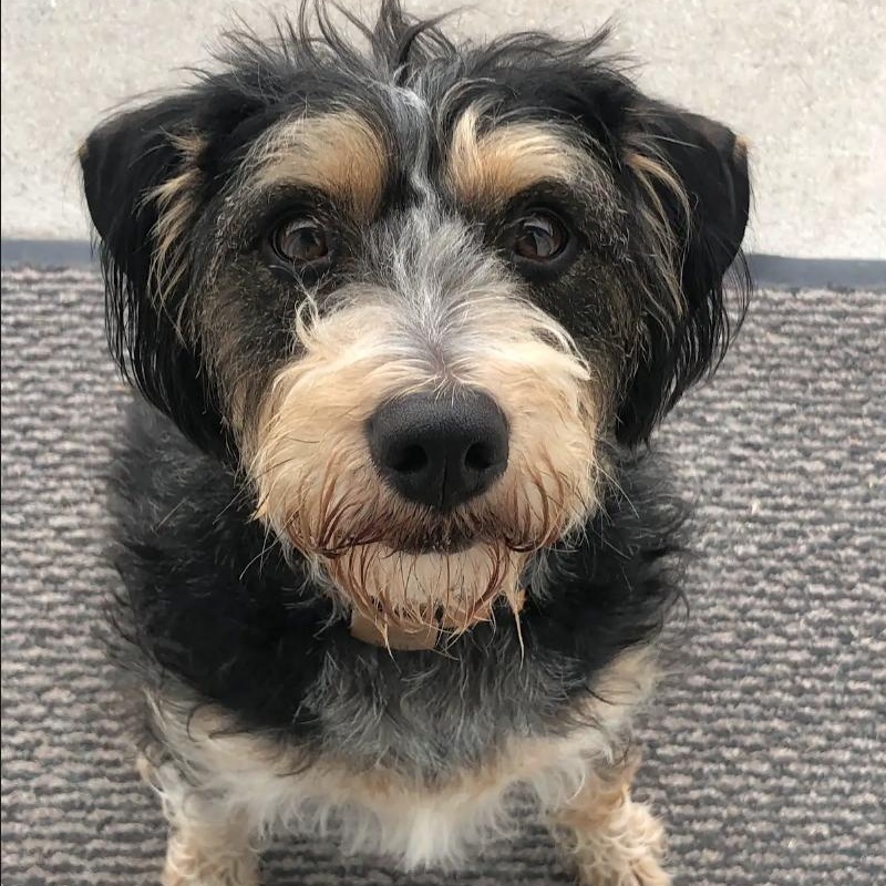 Dog for adoption - Elton, a Wirehaired Terrier & Schnauzer Mix in ...