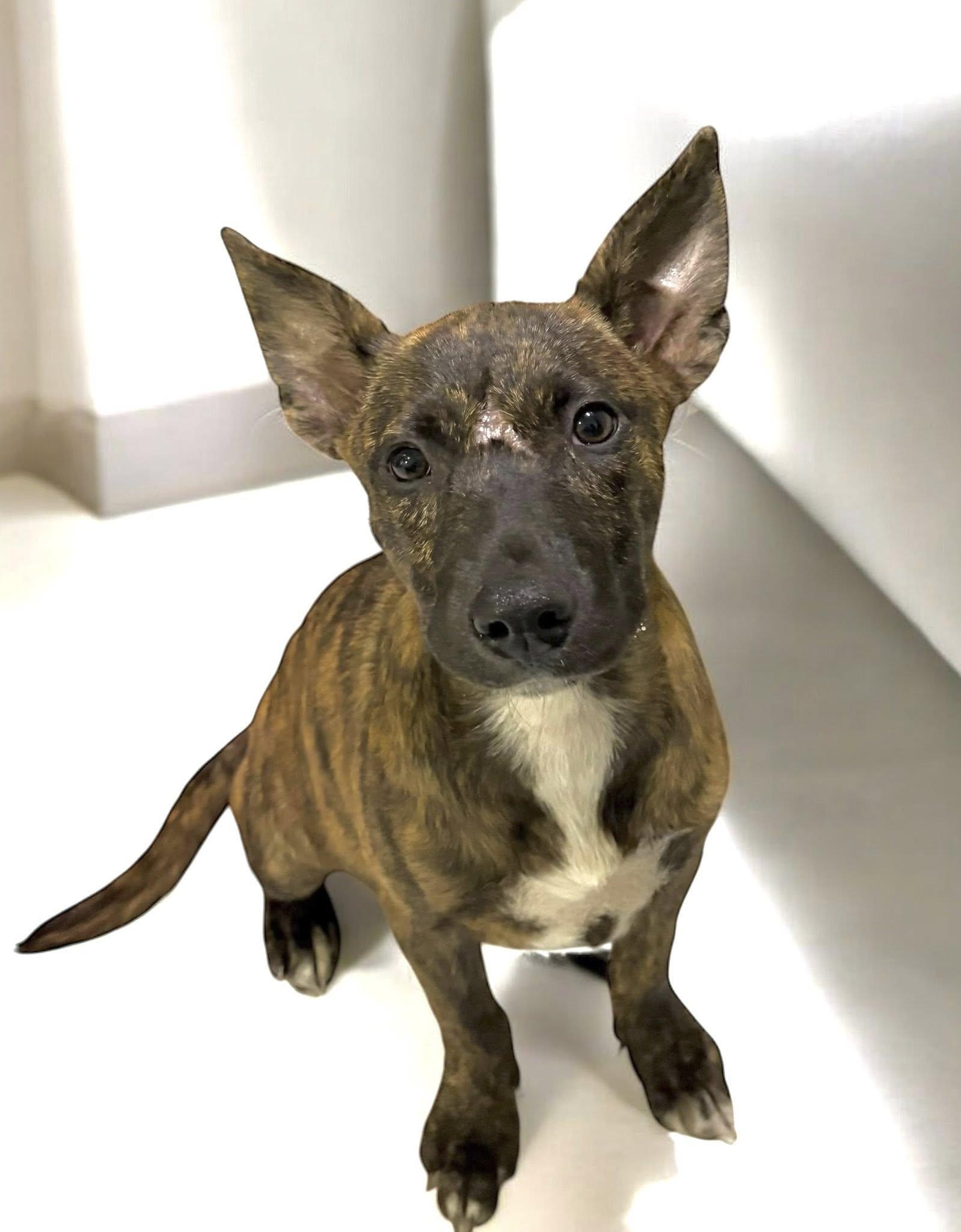 Dog for adoption - Nancy, a Mixed Breed in Hodgkins, IL | Petfinder