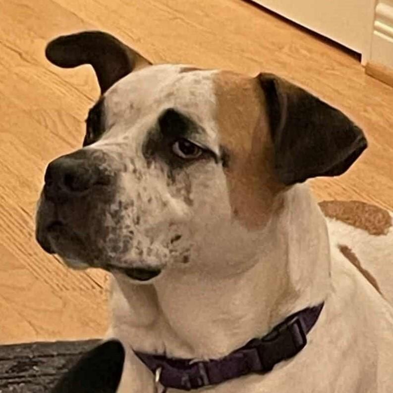 Dog for adoption - Mr Miyagi, an English Pointer & Australian Cattle ...