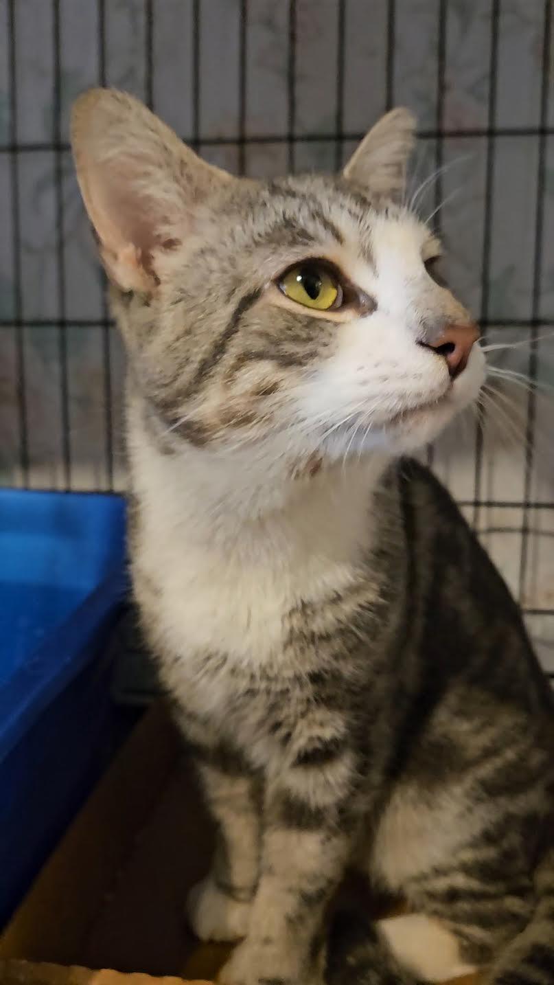 Cat for adoption - MILO N - POLYDACTYL BEST FRIEND, a Domestic Short ...