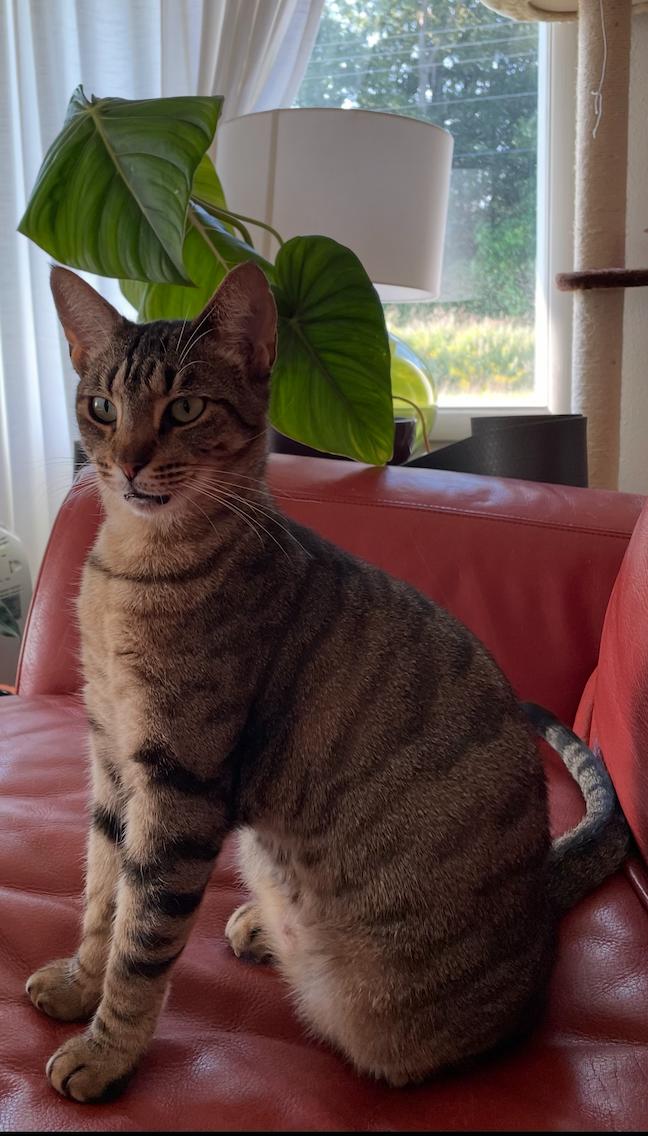 Cat for adoption - Aimee Rose, a Domestic Short Hair in Twin Falls, ID ...