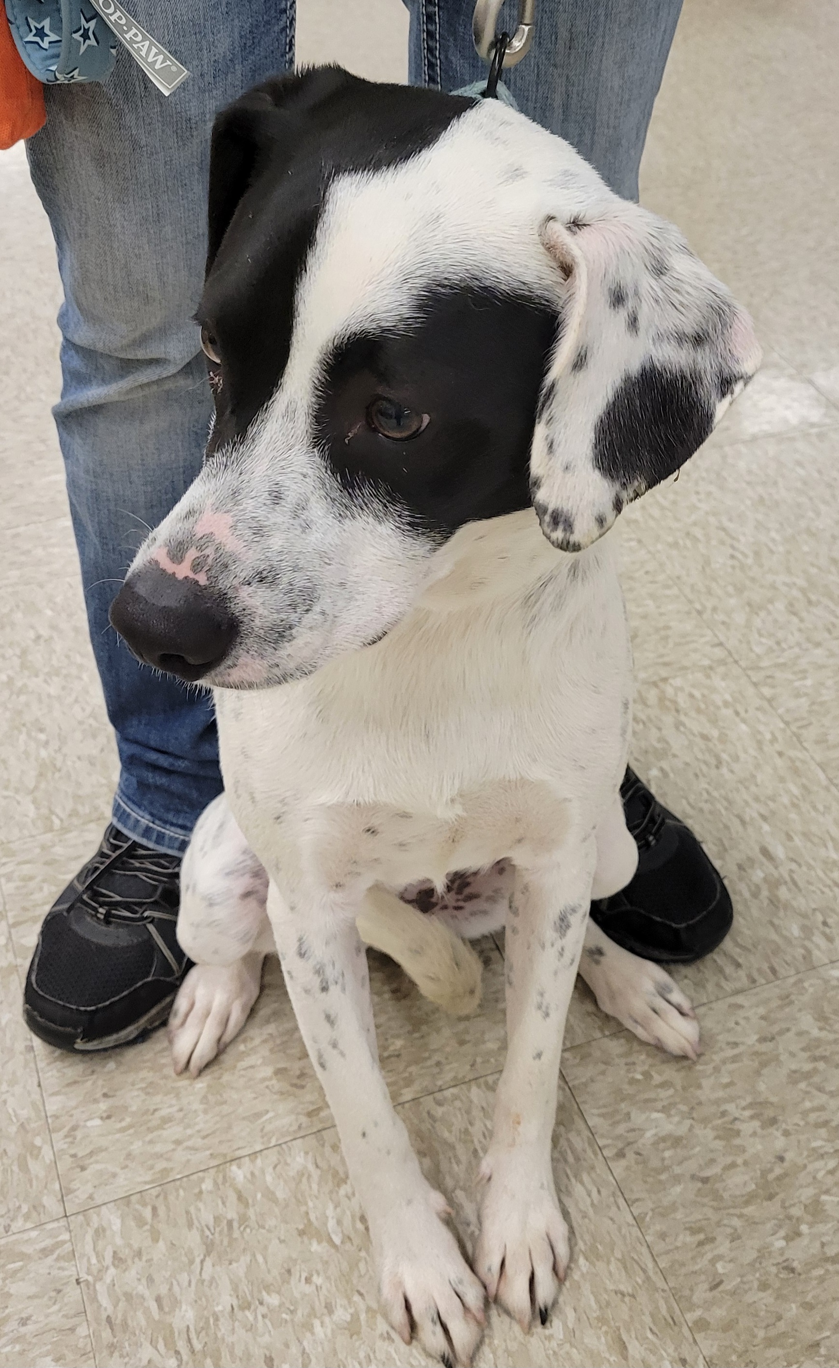 Dog for adoption - WOODCHUCK, a Labrador Retriever in Harrison, MI ...