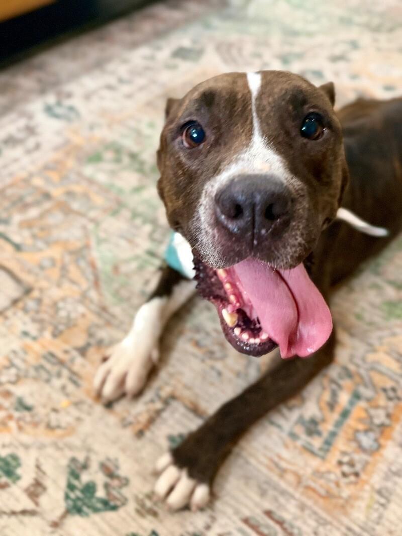 Dog for adoption - Lucky in love ready for a hug, a Pit Bull Terrier ...