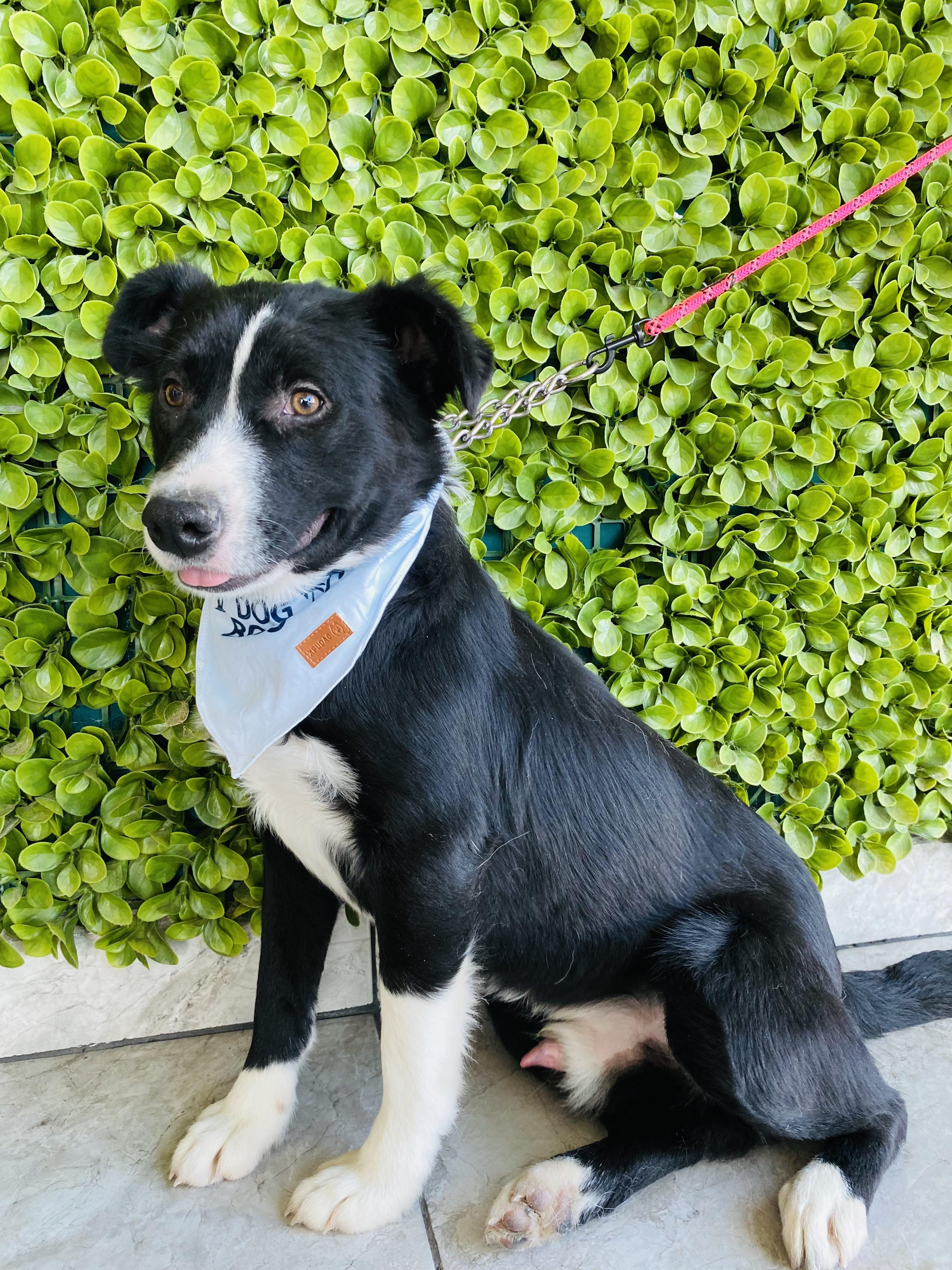 Dog for adoption - Dudley, a Border Collie Mix in Jackman , ME | Petfinder