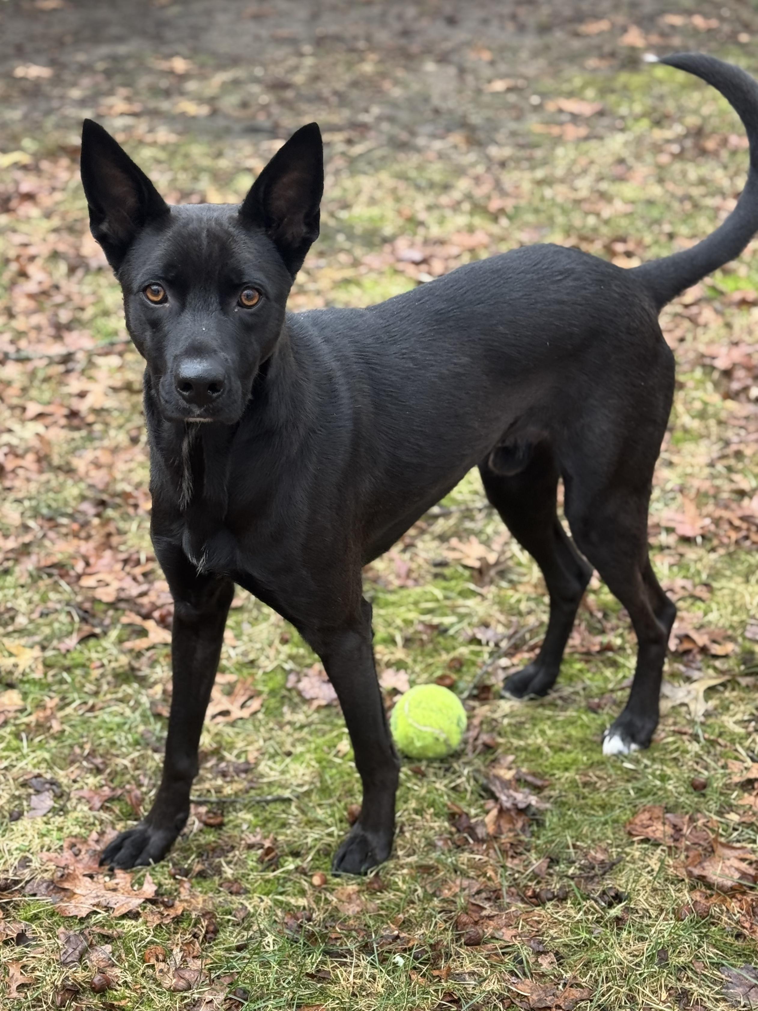 Dog for adoption - Jax, a Shepherd Mix in South Kingstown, RI | Petfinder
