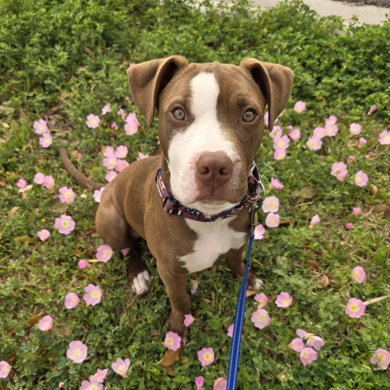 Dog for adoption - Enzo, a Terrier in Towson, MD | Petfinder