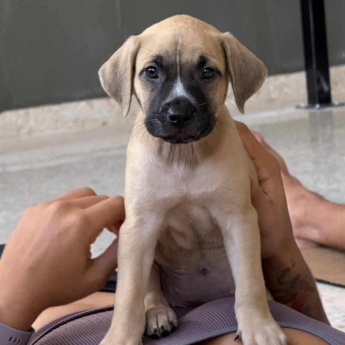 Dog for adoption - Toffee, a Boxer & Labrador Retriever Mix in Nanuet ...