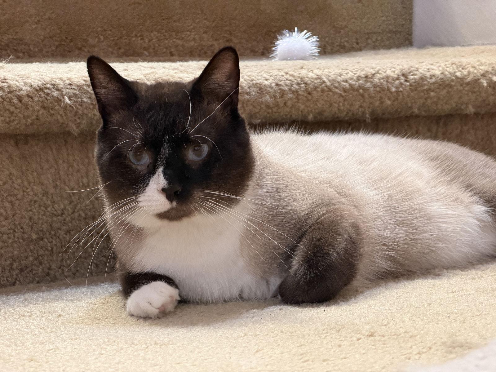 Basil - Adoptable Pet | Petfinder | Petfinder