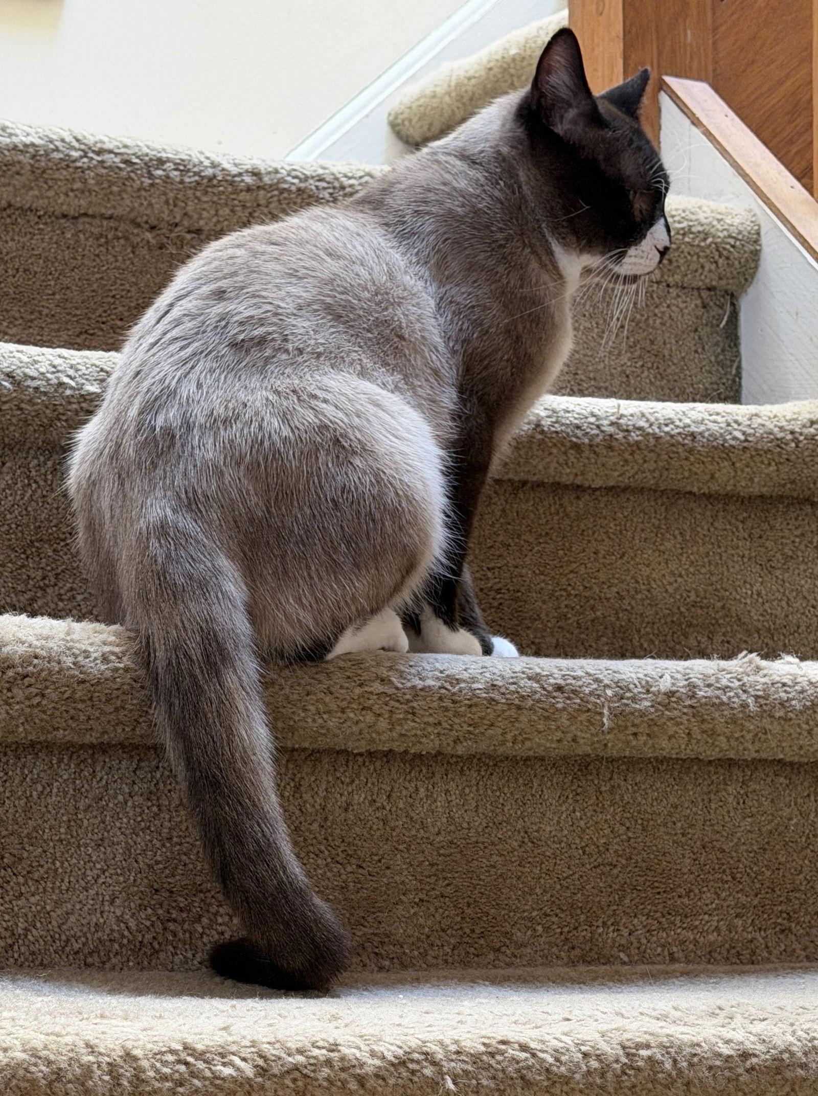 Basil - Adoptable Pet | Petfinder | Petfinder