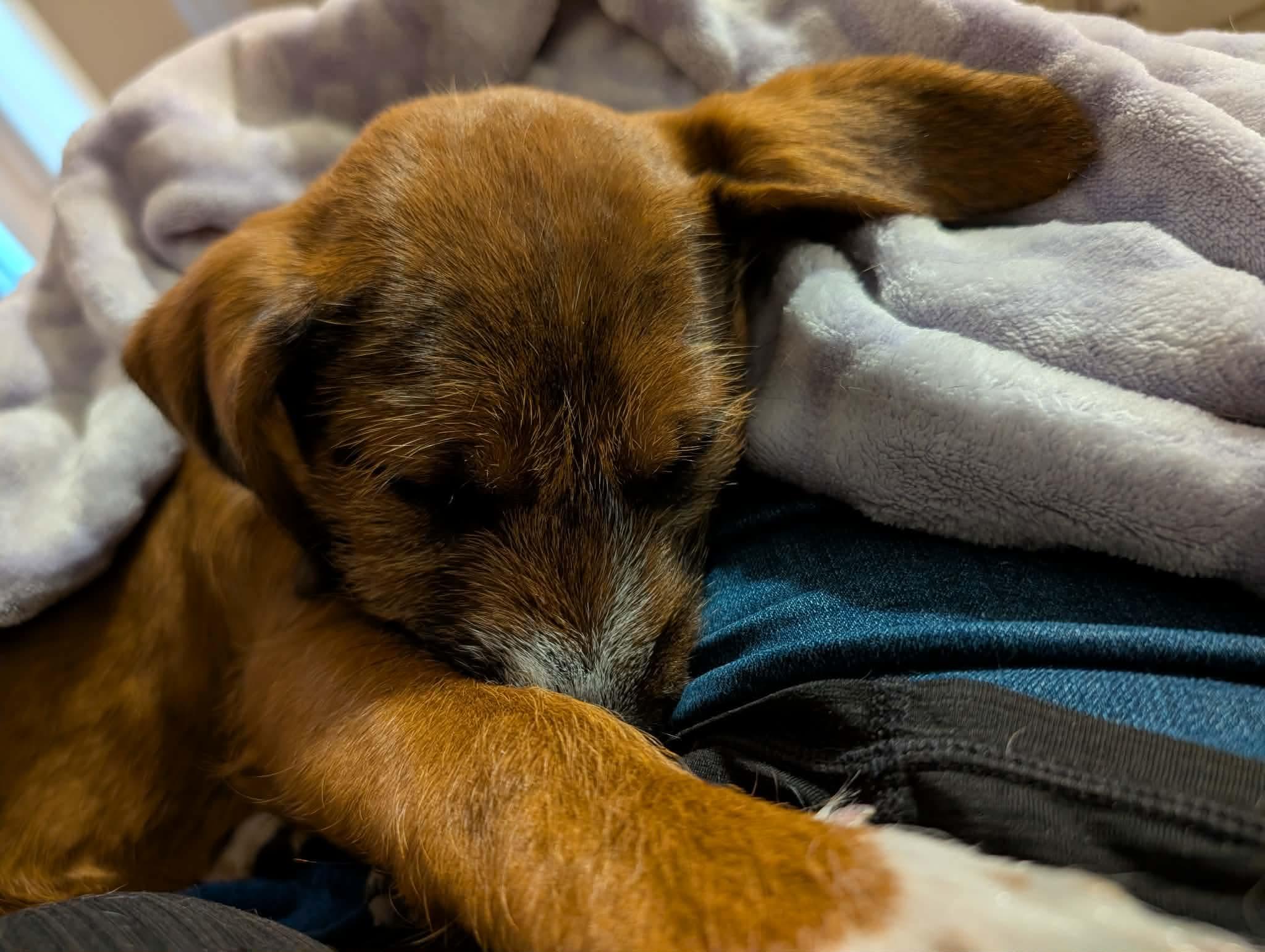 Snickerdoodle - Adoptable Pet | Petfinder | Petfinder