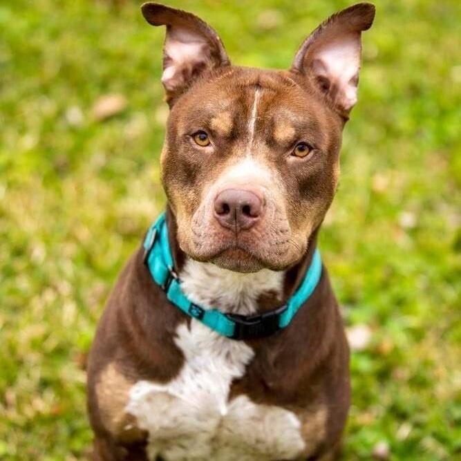 Dog for adoption - Beau Beary the happiest handsome boy, a Pit Bull ...