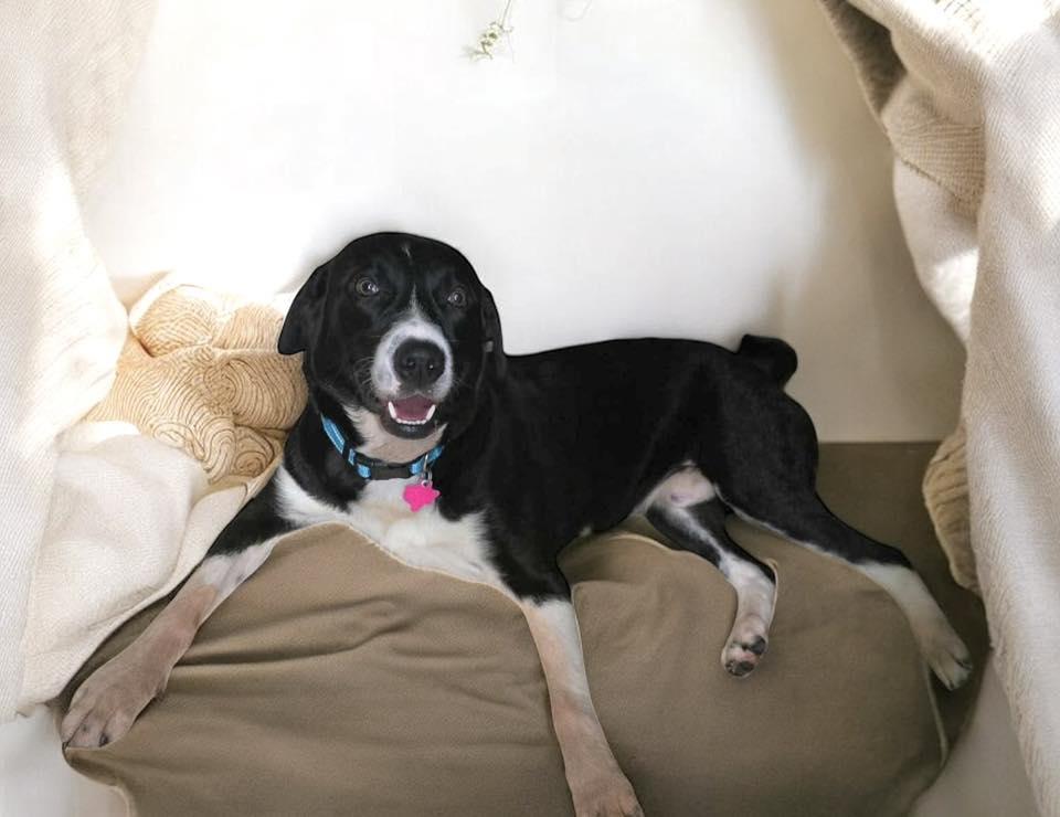 Dog for adoption - Denver, a Border Collie in Portland, OR | Petfinder