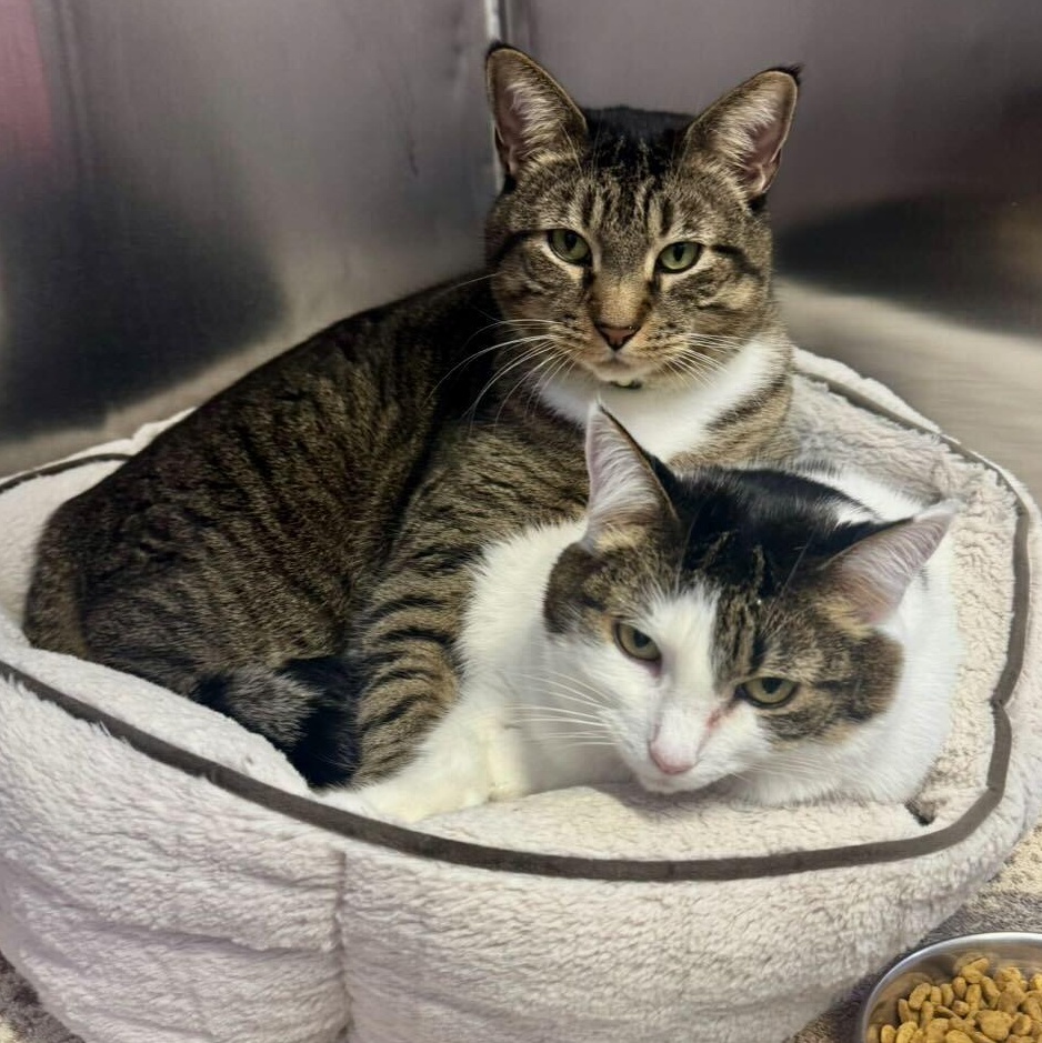 Cat for adoption - Freedom & Serenity, a Domestic Short Hair in Waltham ...