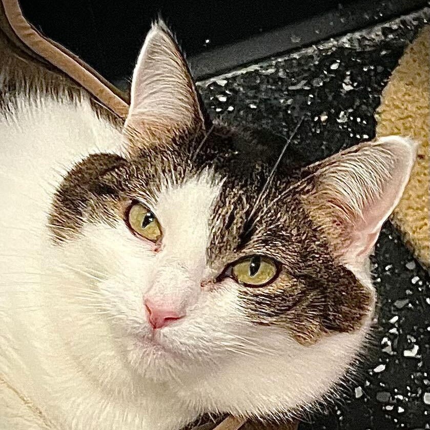 Cat for adoption - Freedom & Serenity, a Domestic Short Hair in Waltham ...