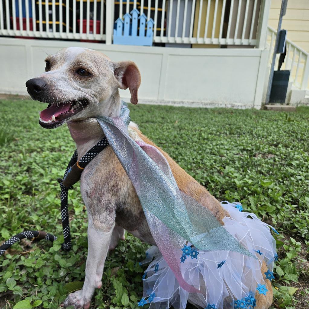 Dog for adoption - Honey JH, a Beagle & Chihuahua Mix in St Charles, MO ...