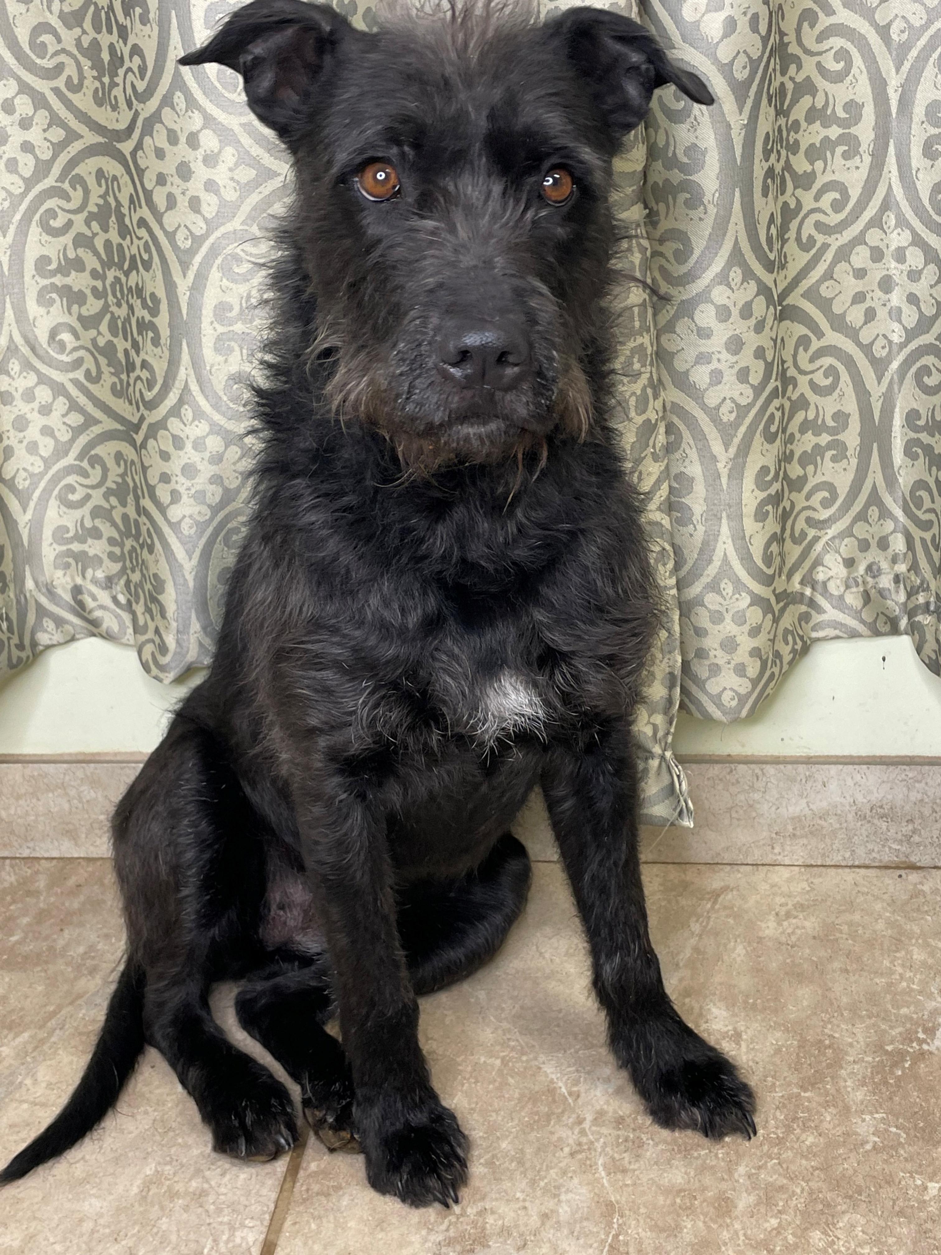 Dog for adoption - Winifred, a Mixed Breed in Lacon, IL | Petfinder