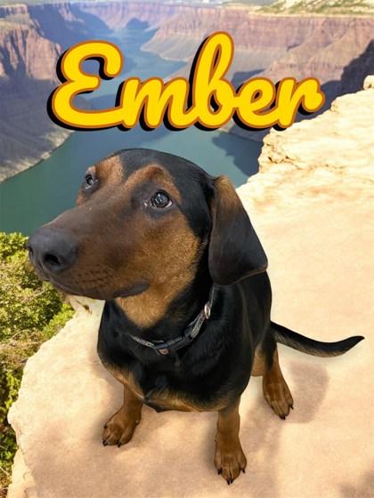 Dog for adoption - Ember, a Hound Mix in Orleans, VT | Petfinder