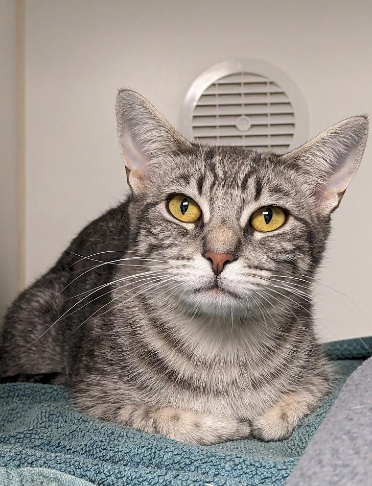 ADOPT - Whatcom Humane Society