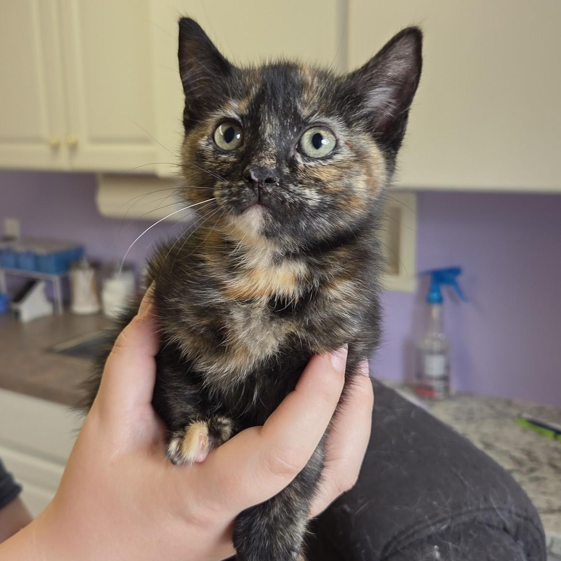 Available Cats for Adoption | Scruffy Paws Animal Rescue RI