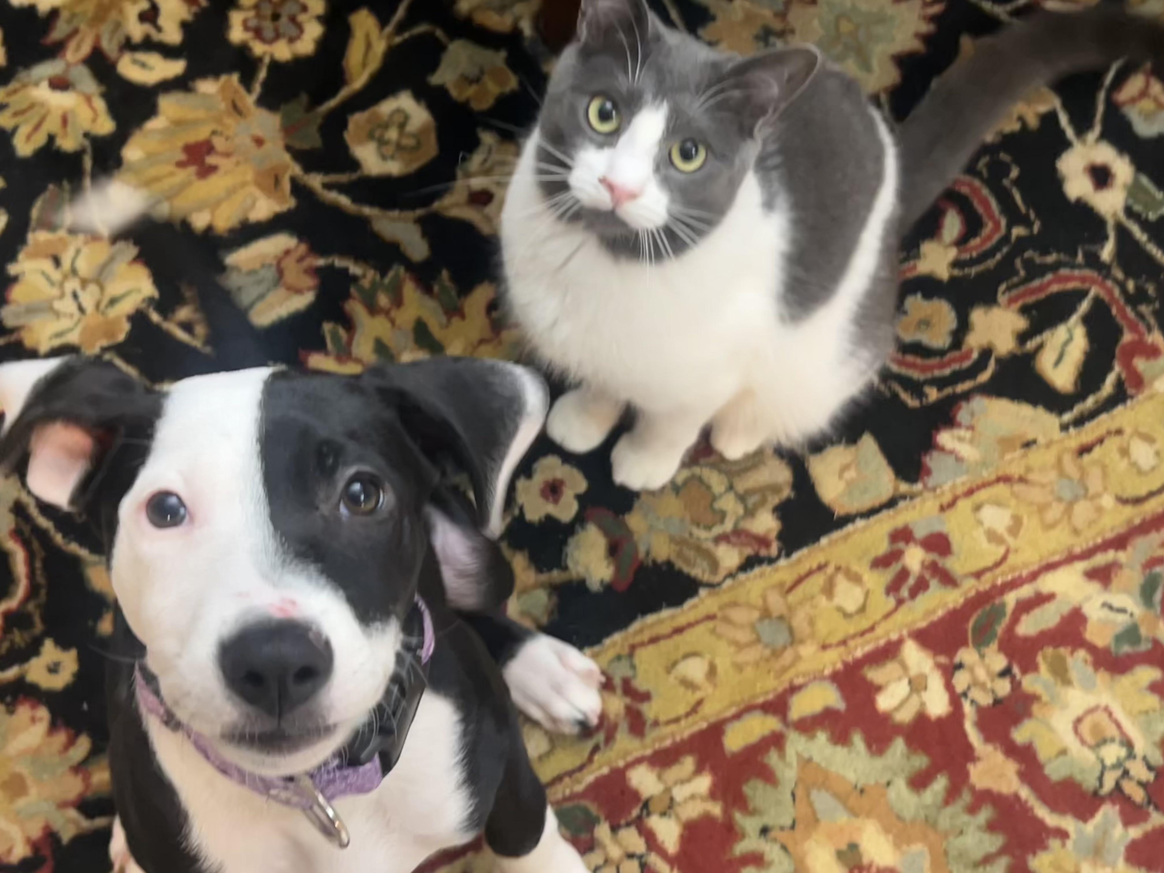 Dog for adoption - Mochi (loves dogs, cats, and people!), a Terrier Mix ...