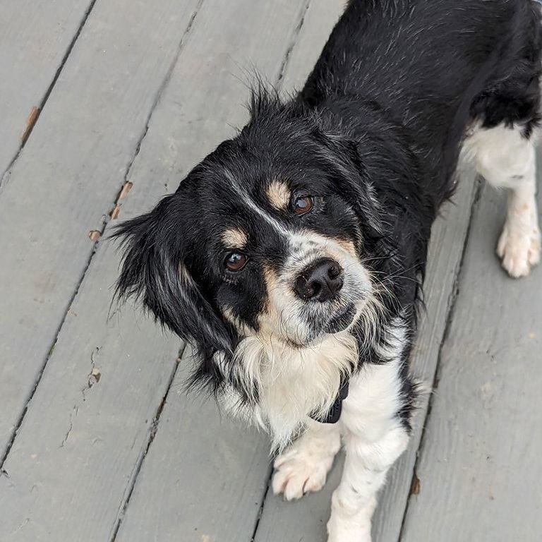 Dog for adoption - Sir Edward, a Mixed Breed in Jarrettsville, MD ...