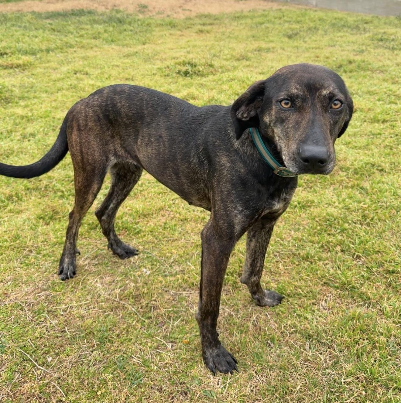 Dog for adoption - Wendy, a Plott Hound in Belle Plaine, MN | Petfinder