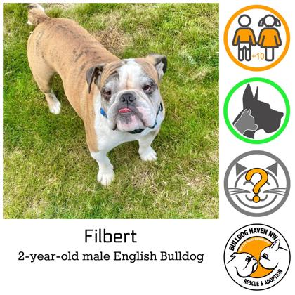 Dog for adoption - FILBERT, an English Bulldog in Bonney Lake, WA ...