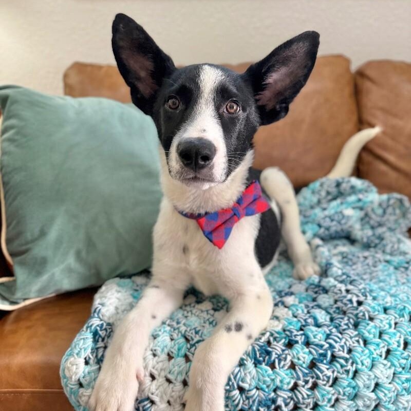 Dog for adoption - Bronco, a Cattle Dog & Pit Bull Terrier Mix in Delta ...