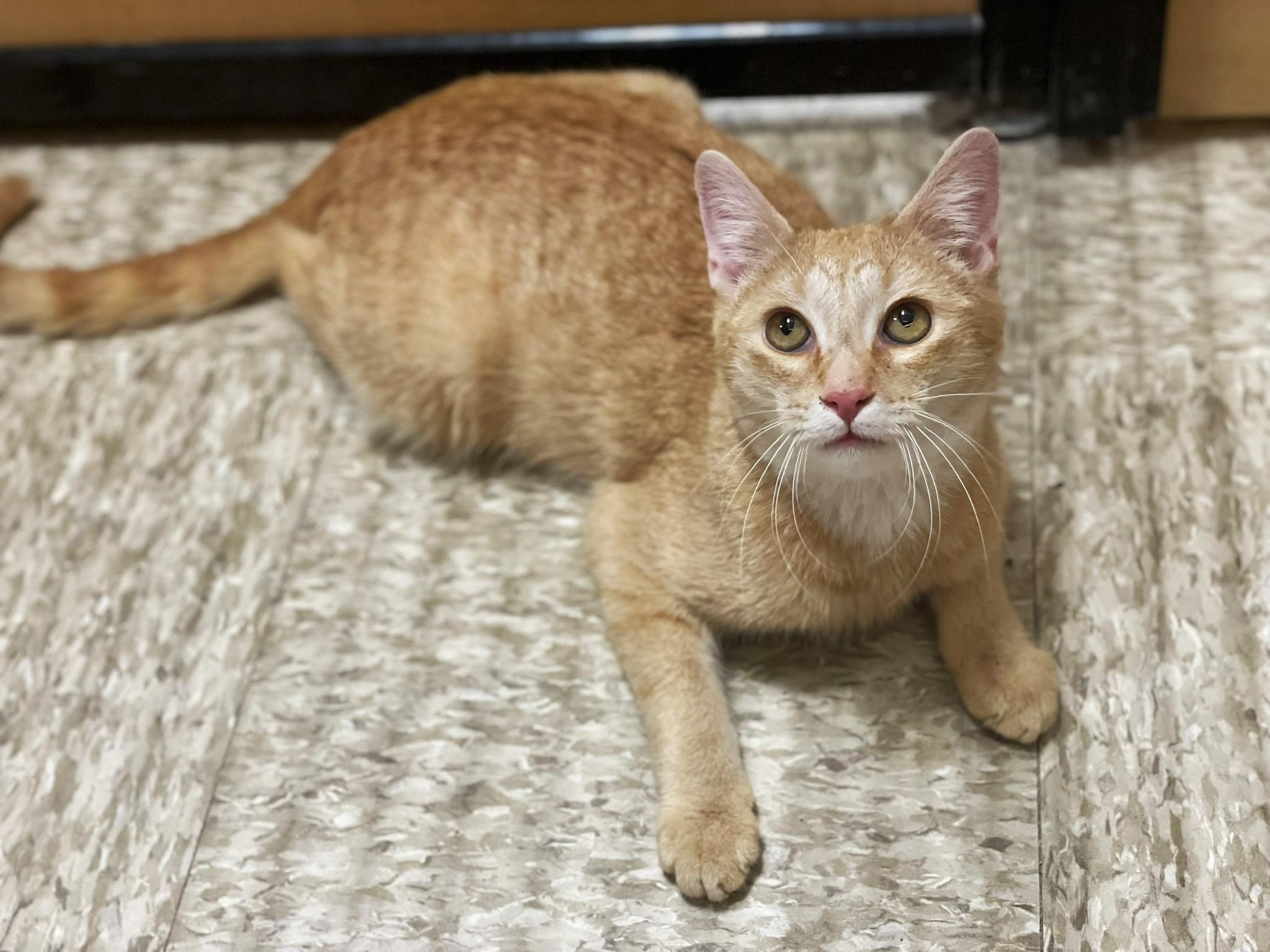 Cat for adoption - Cheese Puff, a Tabby in Taylor, MI | Petfinder