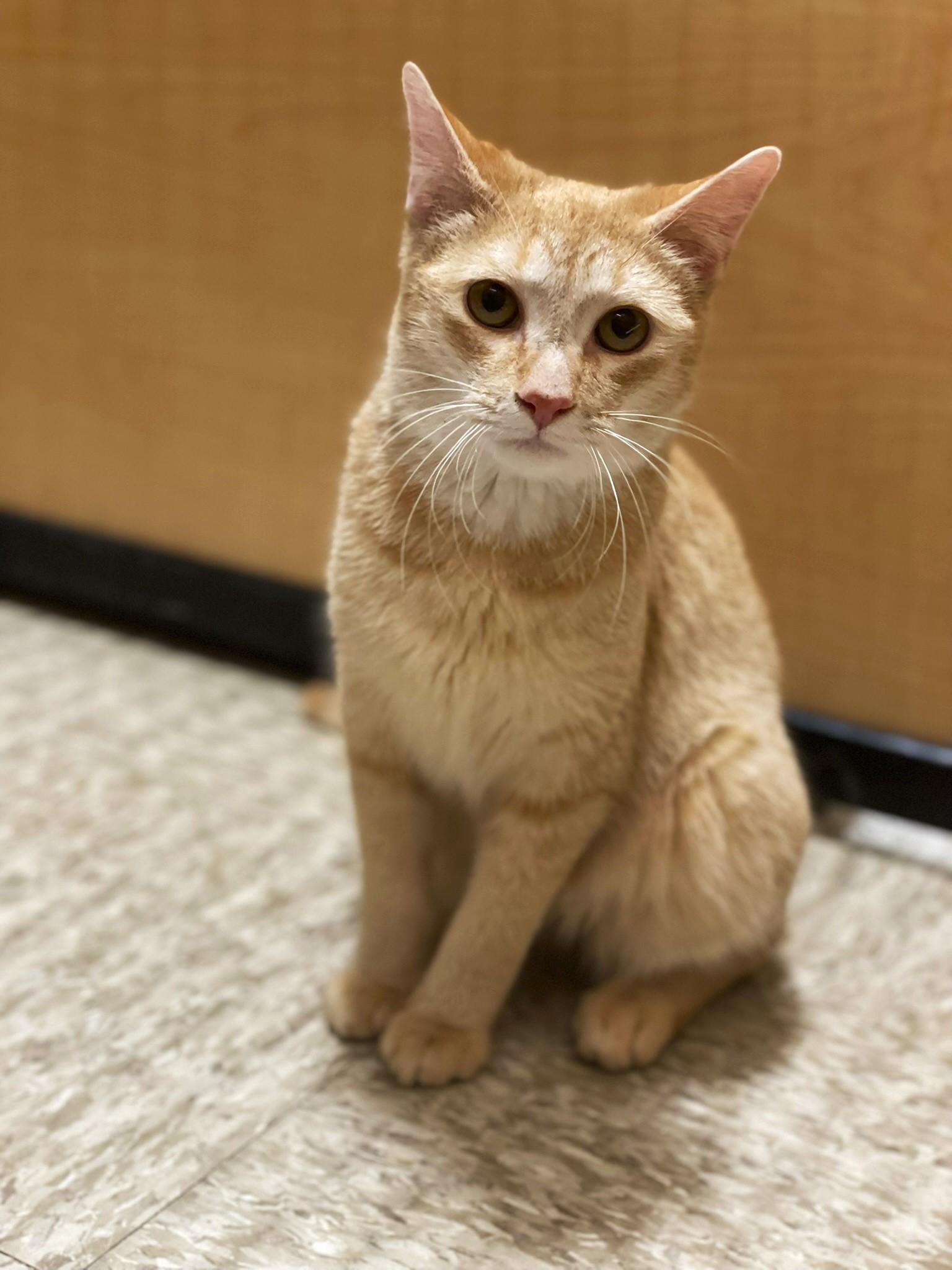 Cat for adoption - Cheese Puff, a Tabby in Taylor, MI | Petfinder