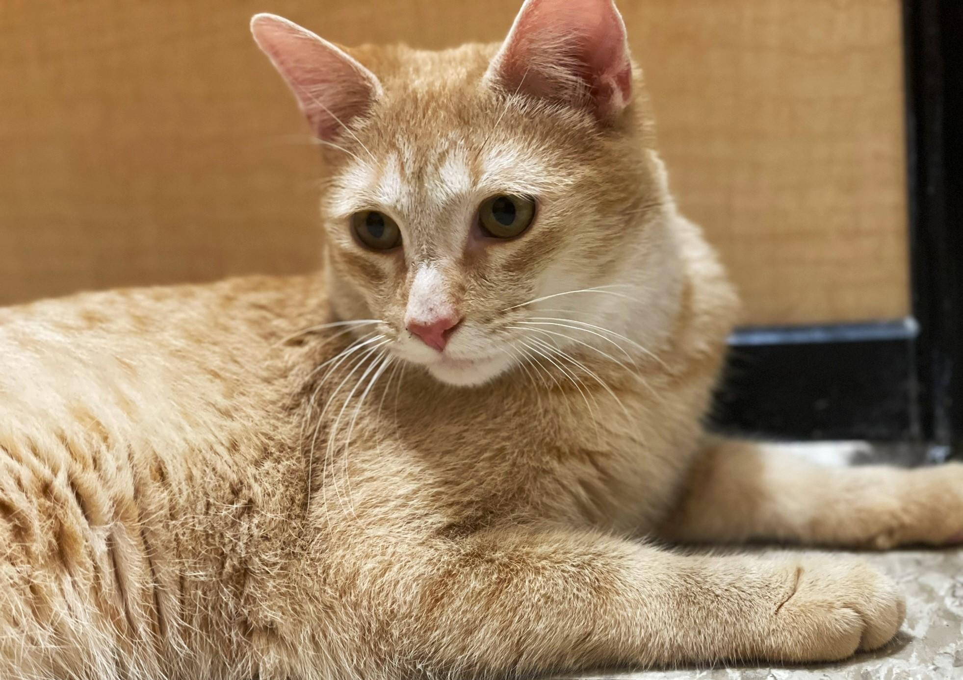 Cat for adoption - Cheese Puff, a Tabby in Taylor, MI | Petfinder